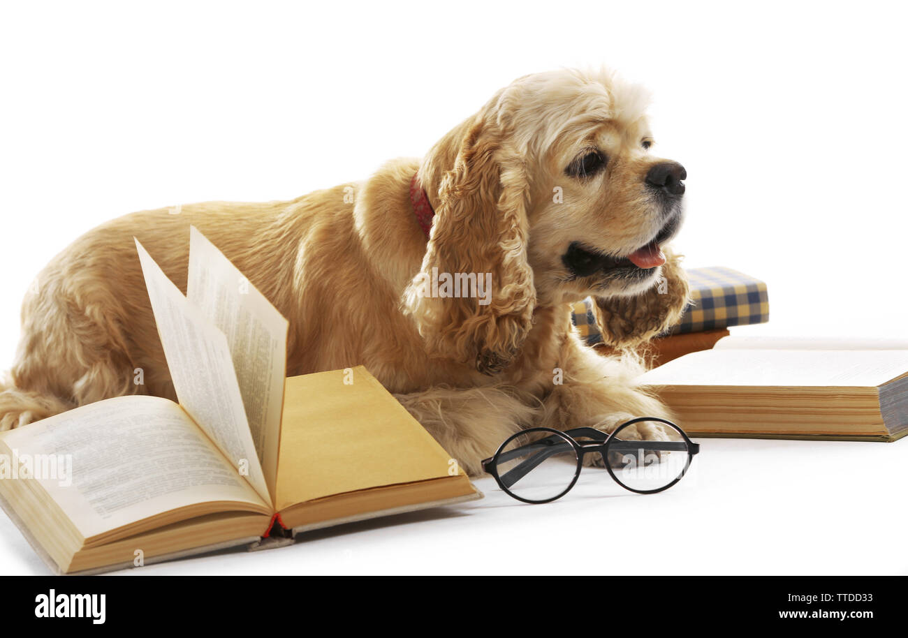Dog and books isolated on white Stock Photo - Alamy