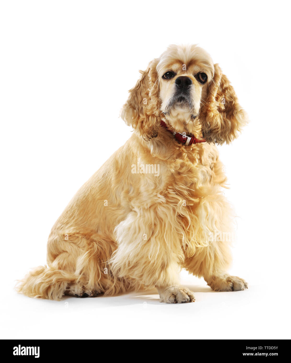 Blonde cocker spaniel Cut Out Stock Images & Pictures - Alamy