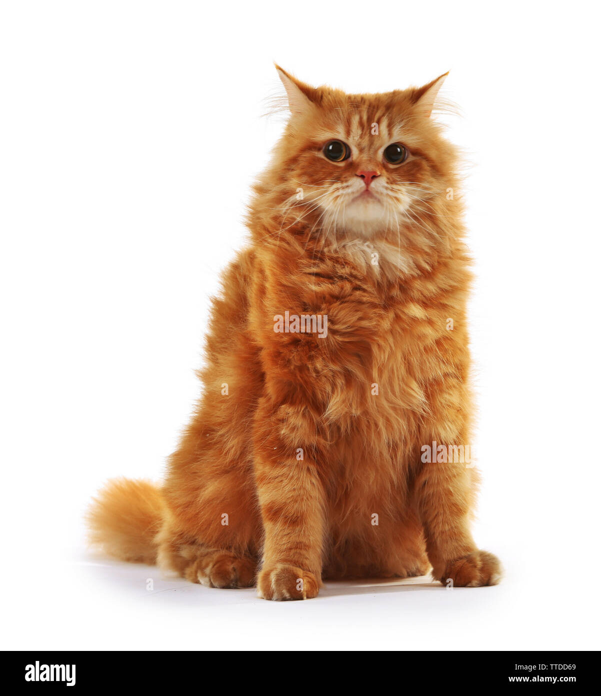 Red cat isolated on white Stock Photo - Alamy