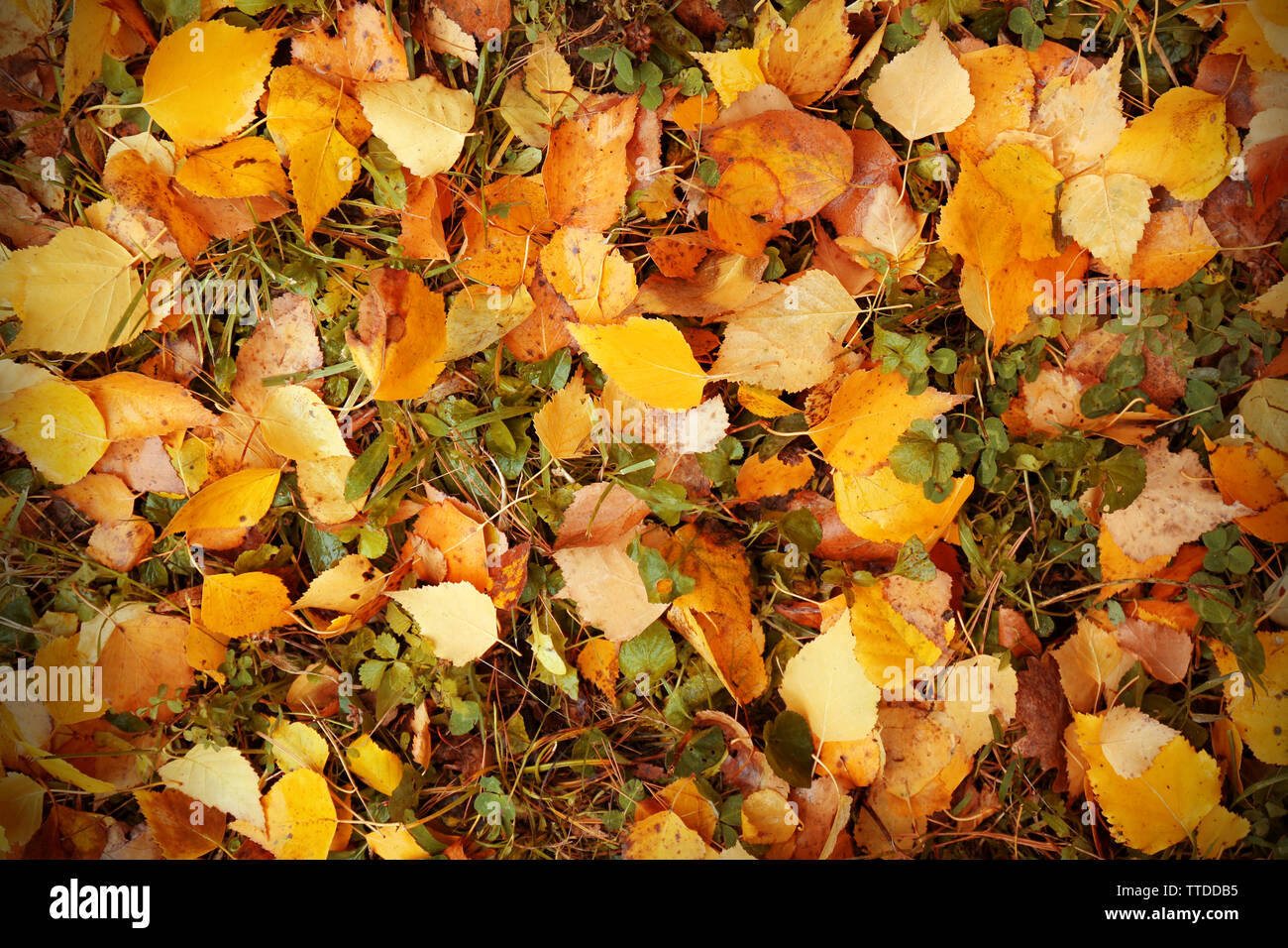 Background of colourful autumn leaves on the ground Stock Photo - Alamy
