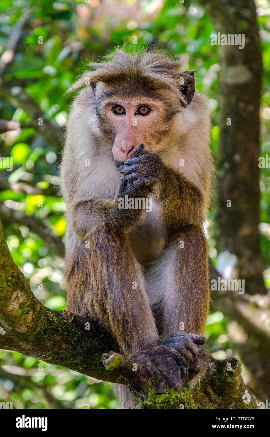 A Monkee in Adam's Peak Stock Photo - Alamy