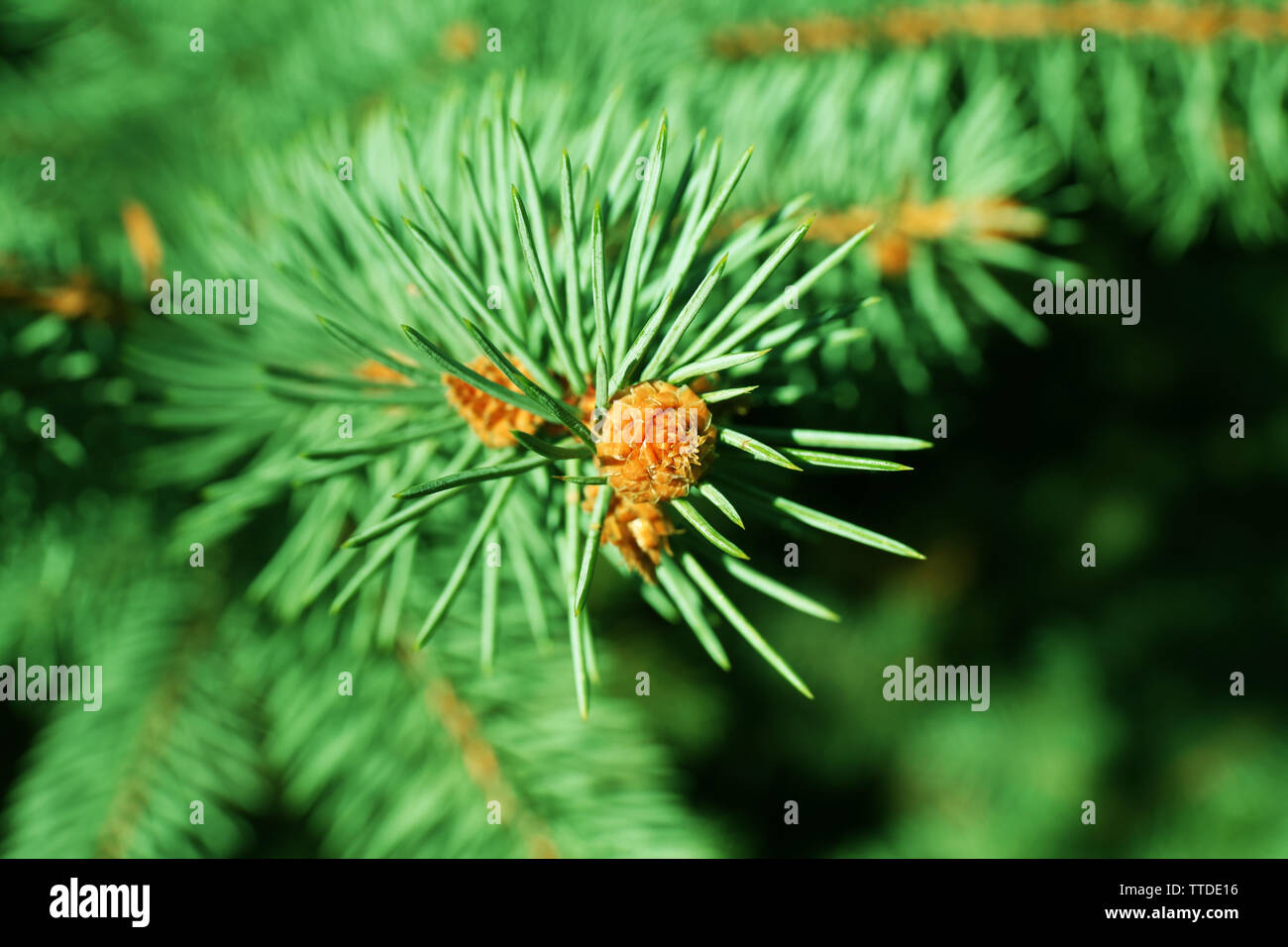 Pine tree background Stock Photo - Alamy