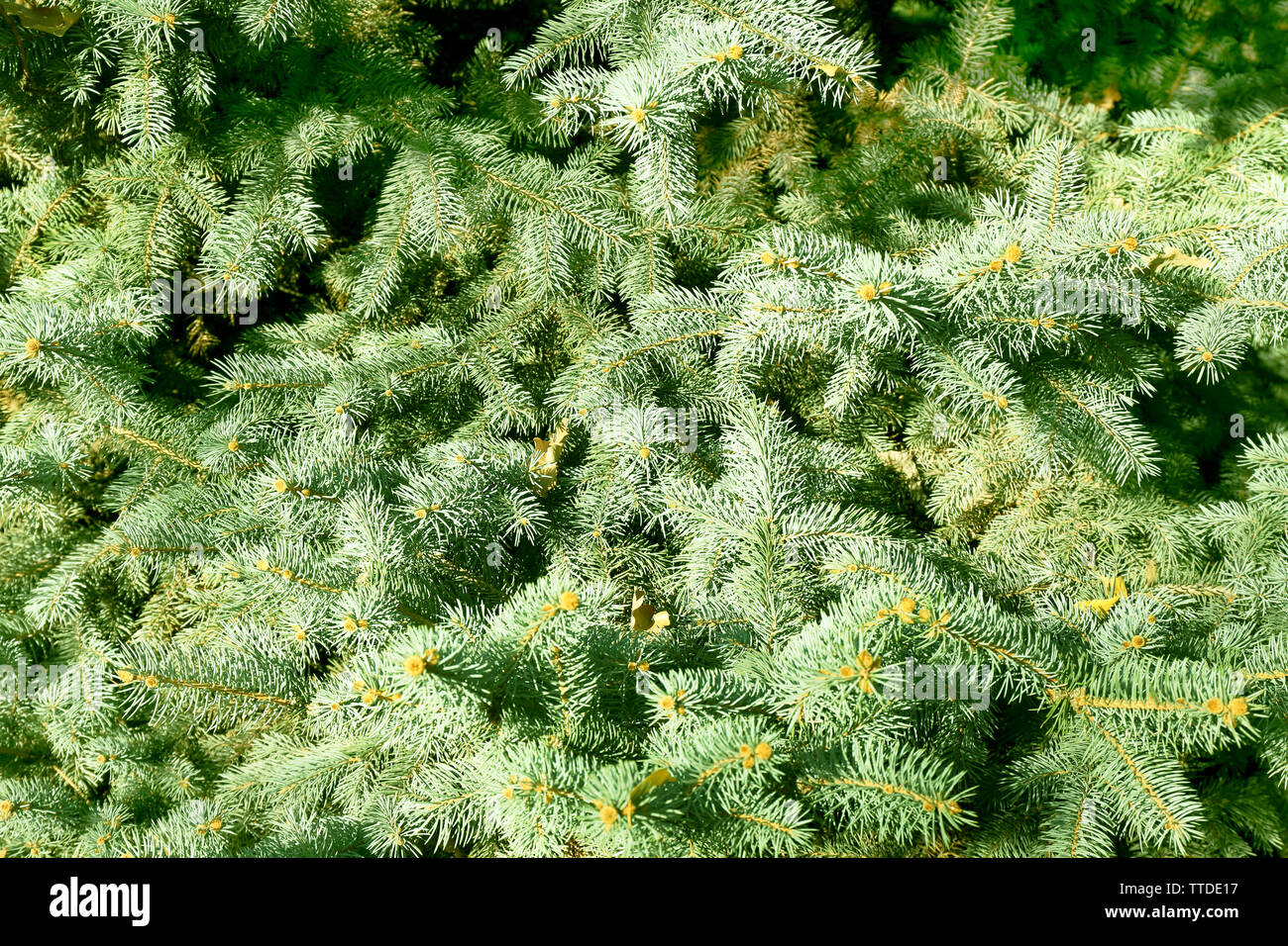 Pine tree background Stock Photo - Alamy