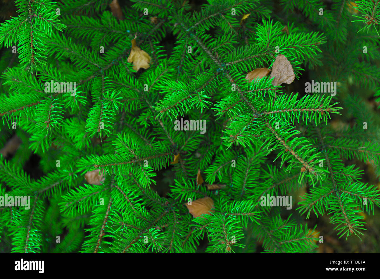 Pine tree background Stock Photo - Alamy