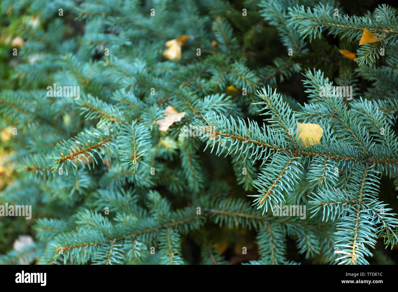 Pine tree background Stock Photo - Alamy