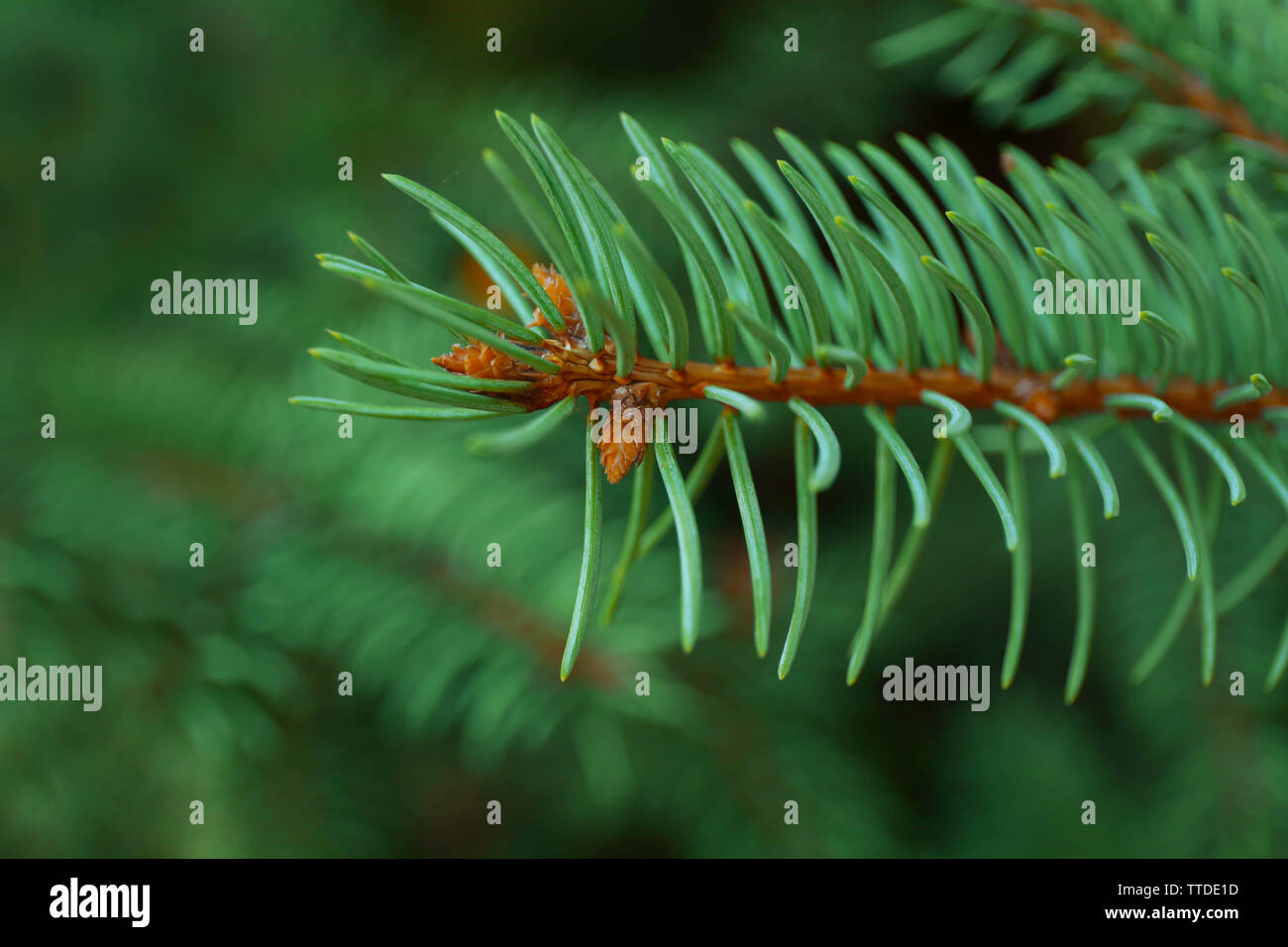 Pine tree background Stock Photo - Alamy