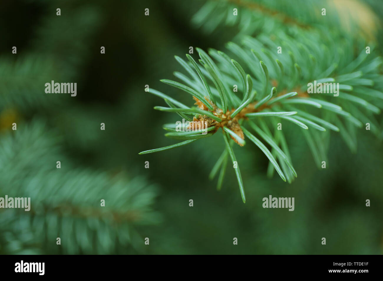 Pine tree background Stock Photo - Alamy