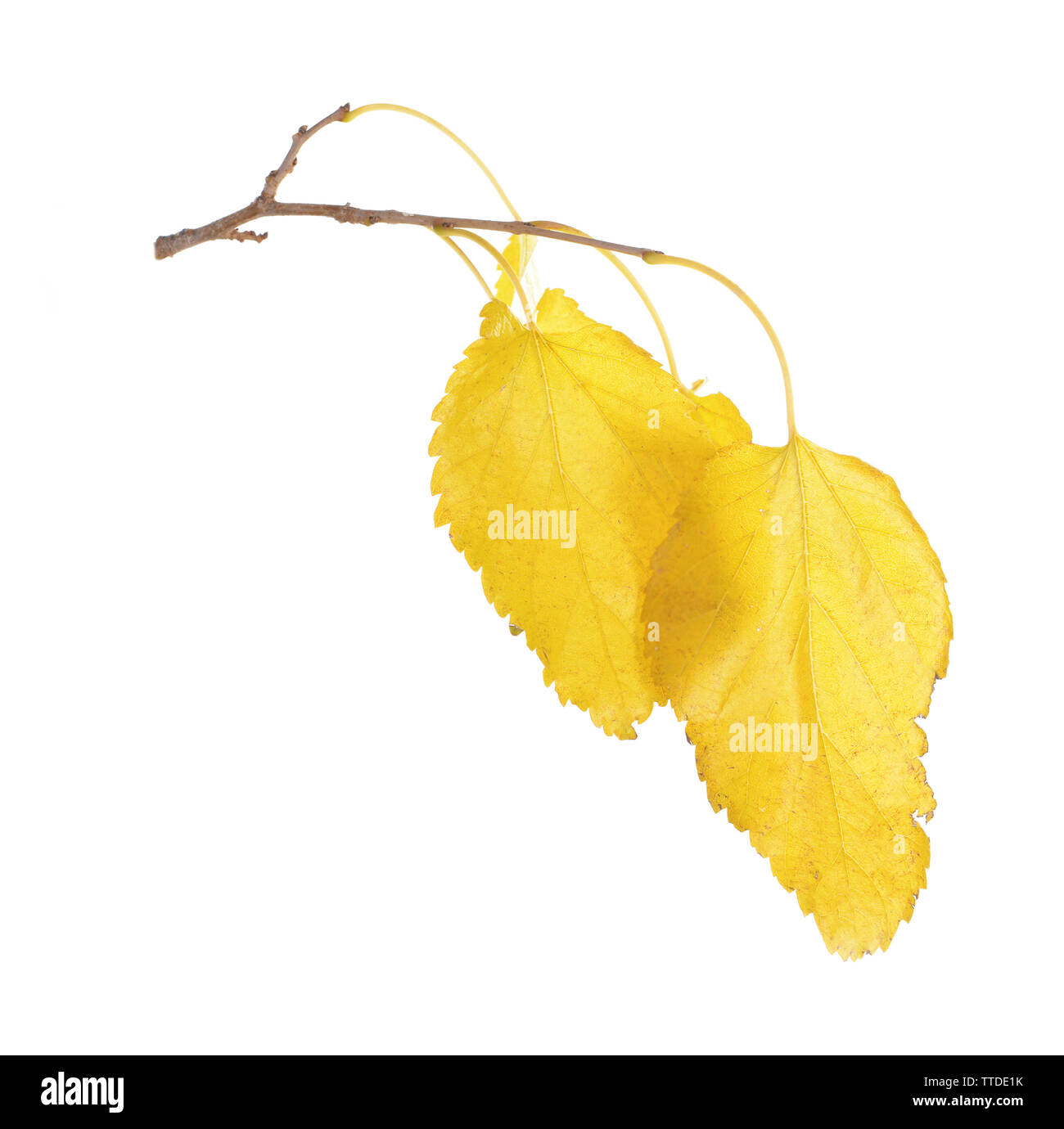Fall leaves isolated on white Stock Photo - Alamy