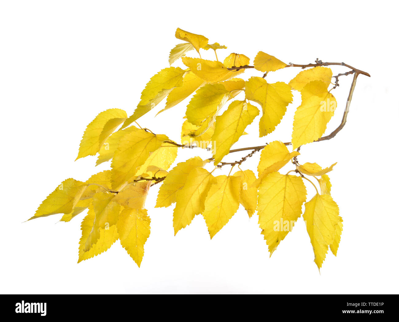 Fall leaves isolated on white Stock Photo - Alamy