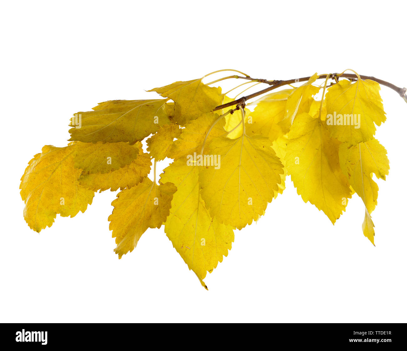 Fall leaves isolated on white Stock Photo - Alamy