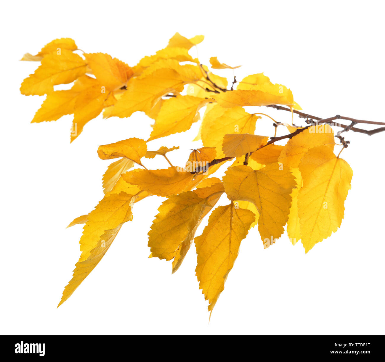 Fall leaves isolated on white Stock Photo - Alamy