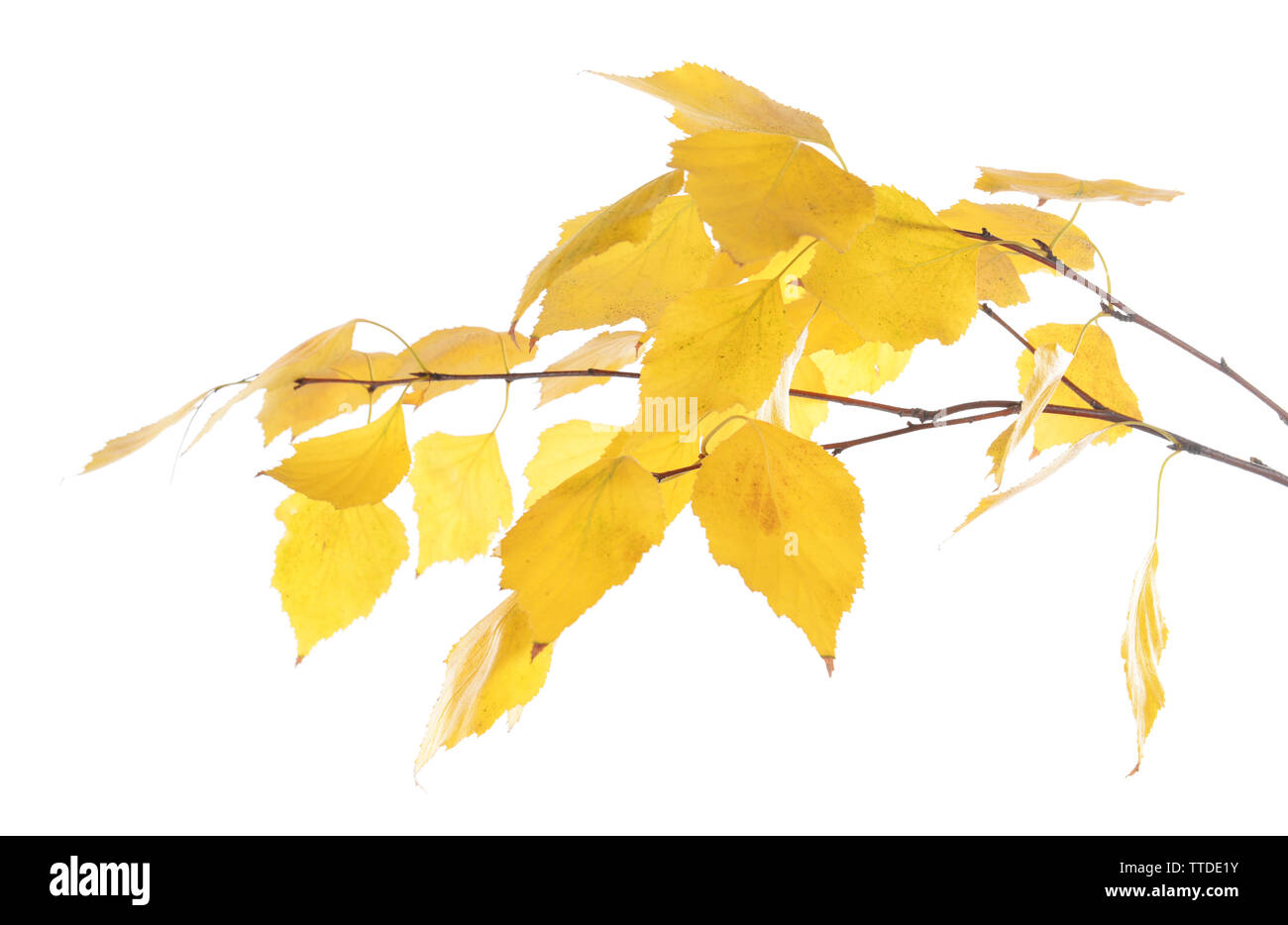 Fall leaves isolated on white Stock Photo - Alamy