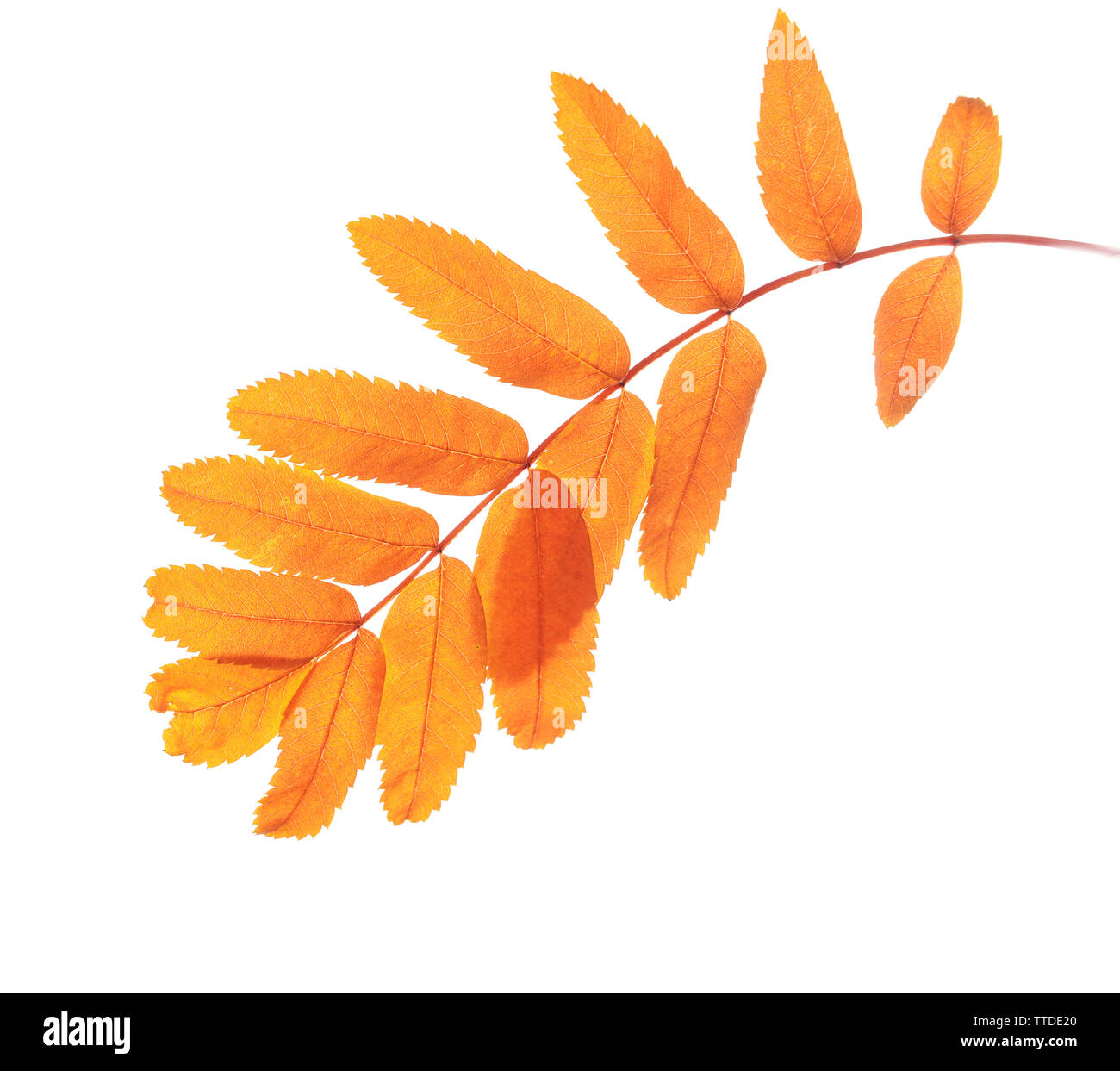 Fall leaves isolated on white Stock Photo - Alamy