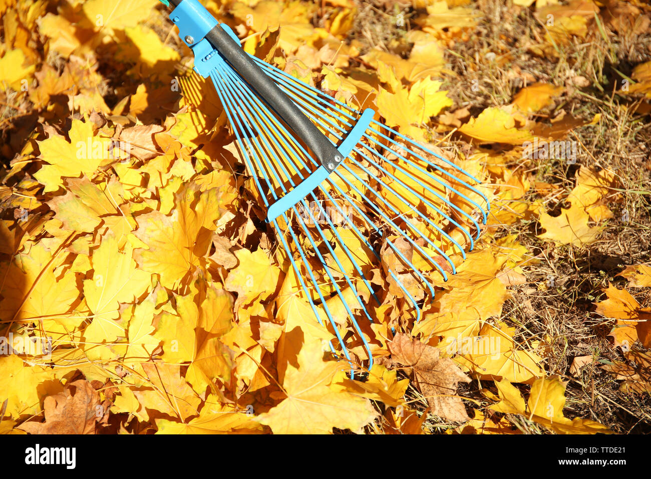 Raking fall leaves with rake Stock Photo - Alamy