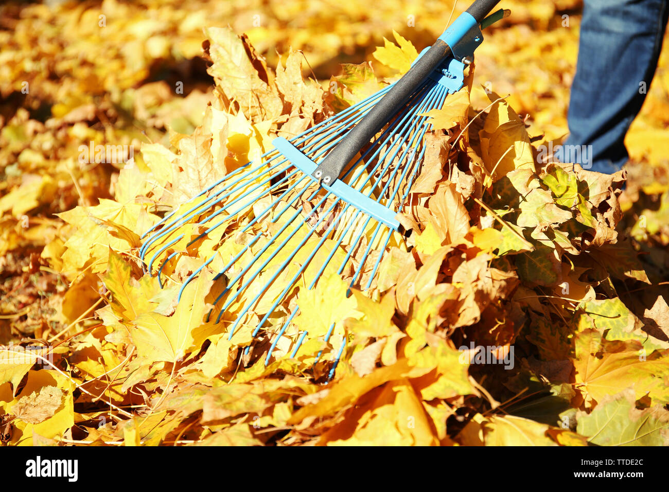 Raking fall leaves with rake Stock Photo - Alamy
