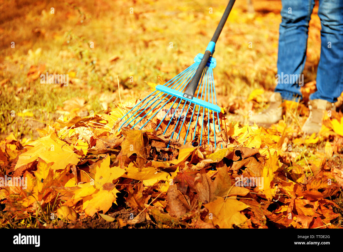 Raking fall leaves with rake Stock Photo - Alamy