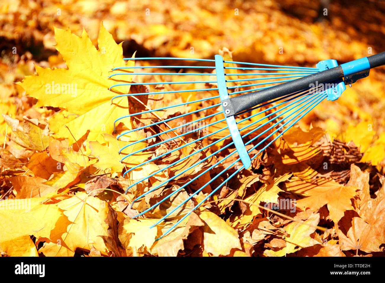 Raking fall leaves with rake Stock Photo - Alamy