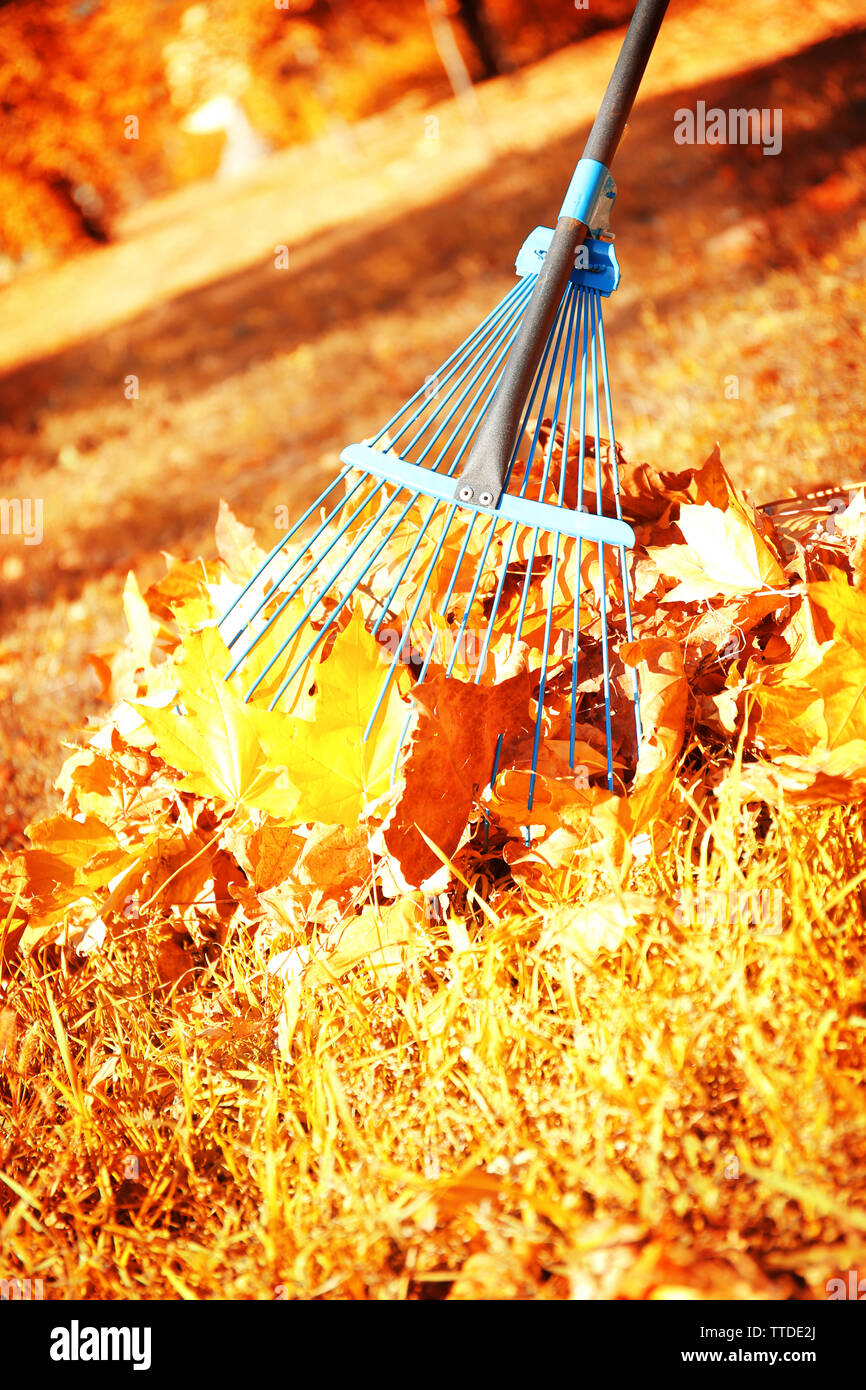 Raking fall leaves with rake Stock Photo - Alamy