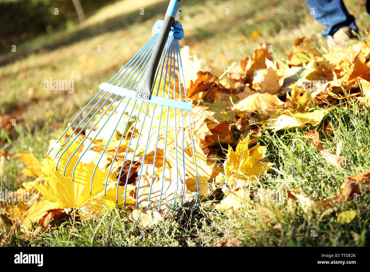 Raking fall leaves with rake Stock Photo - Alamy