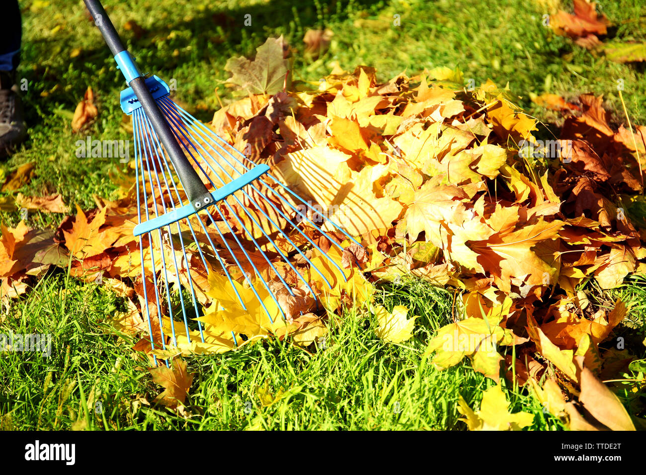 Raking fall leaves with rake Stock Photo - Alamy
