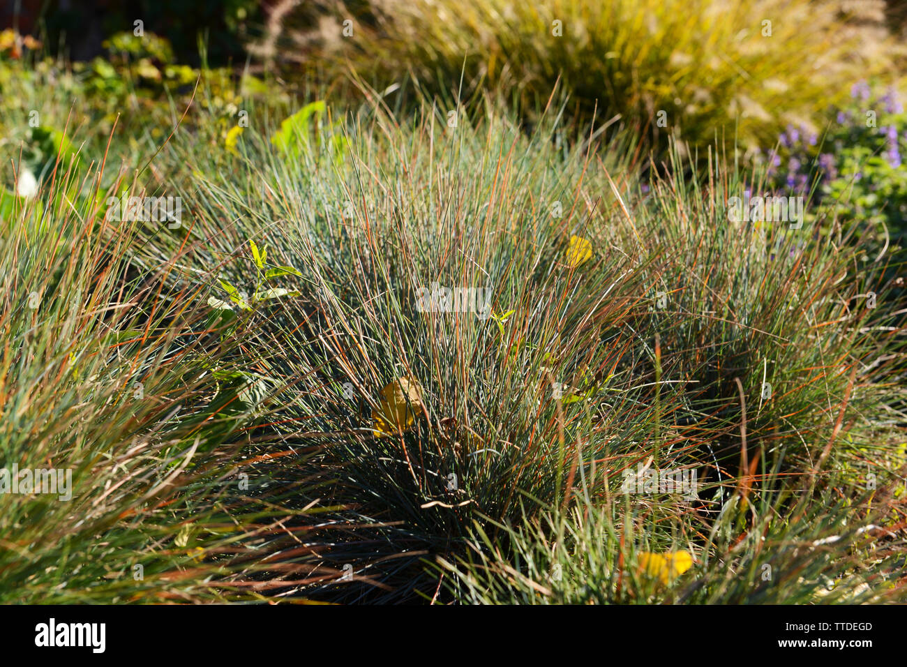 Fluffy bush hi-res stock photography and images - Alamy