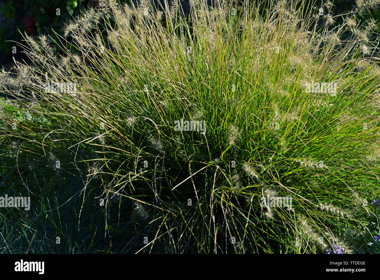 Fluffy bush, close up Stock Photo - Alamy