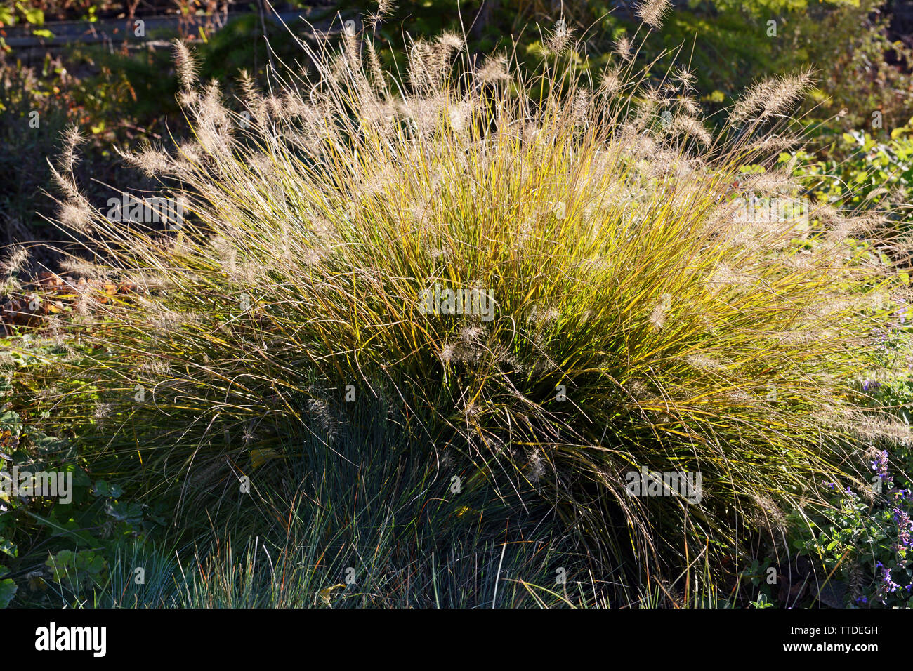 Fluffy bush hi-res stock photography and images - Alamy