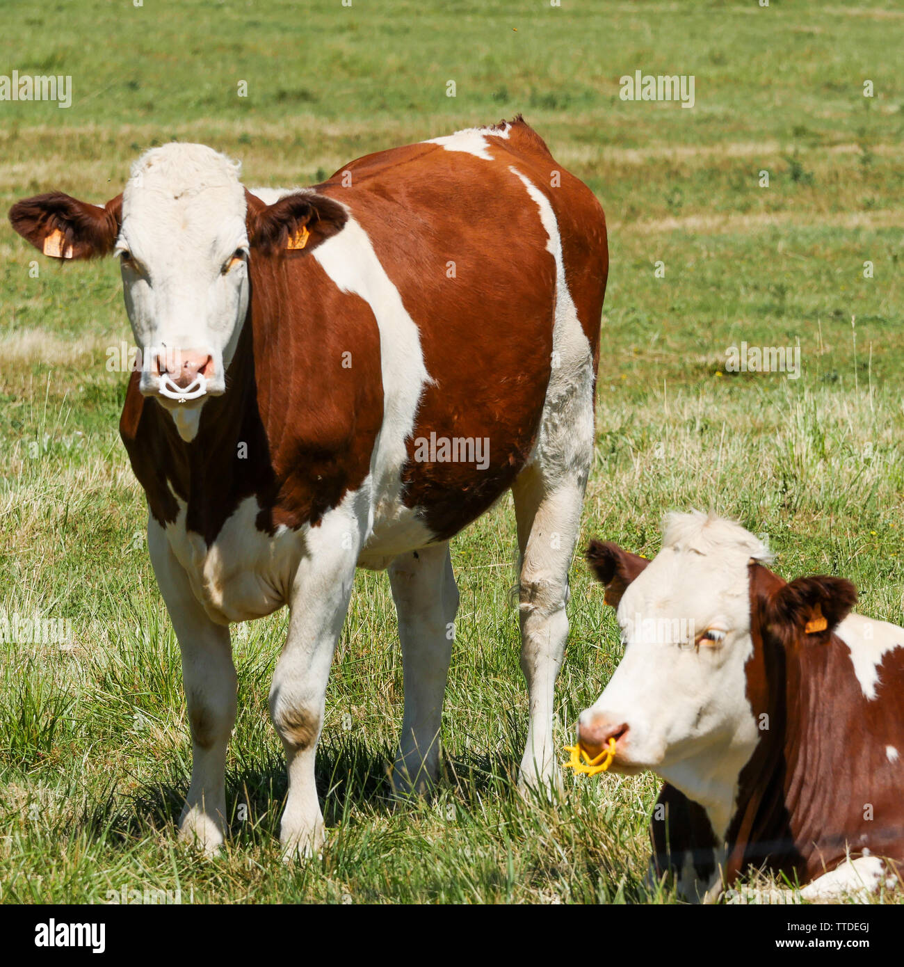 Cattle breeding, Saint-Germain au Mont d'Or, Rhone, France Stock Photo ...