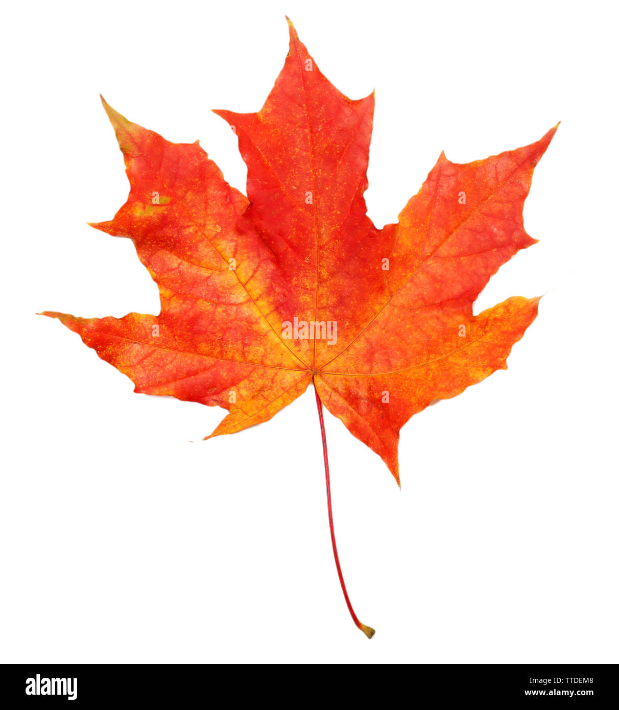 Autumn maple leaf isolated on white background Stock Photo - Alamy