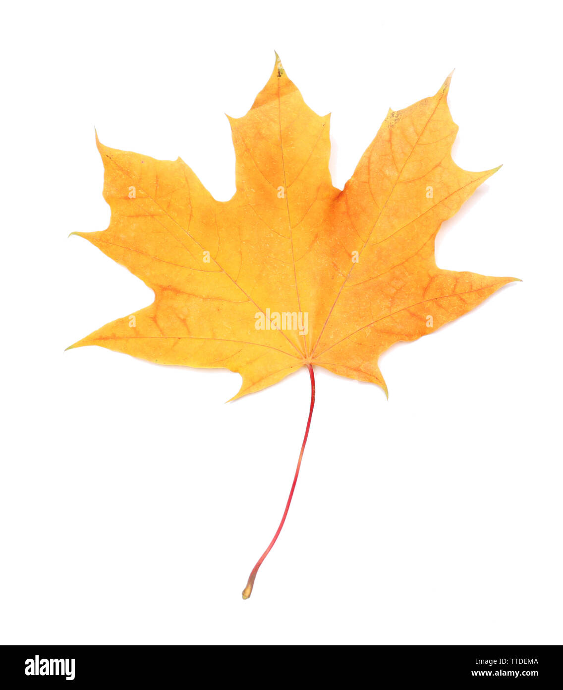 Autumn maple leaf isolated on white background Stock Photo - Alamy