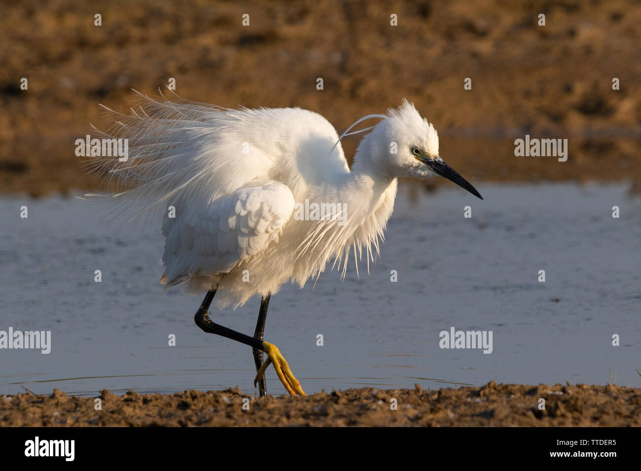 Breeding plumes hi-res stock photography and images - Alamy