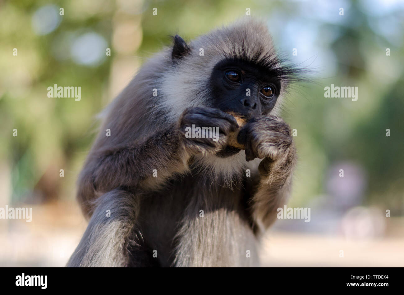 A Monkee in Kataragama, Sri Lanka Stock Photo - Alamy