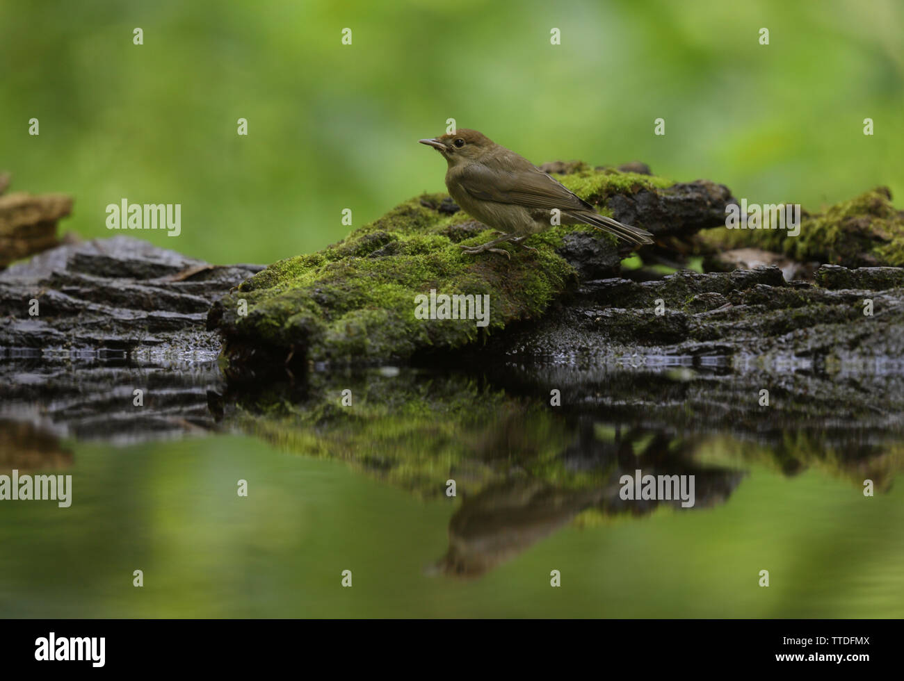 Eursian blackcap hi-res stock photography and images - Alamy