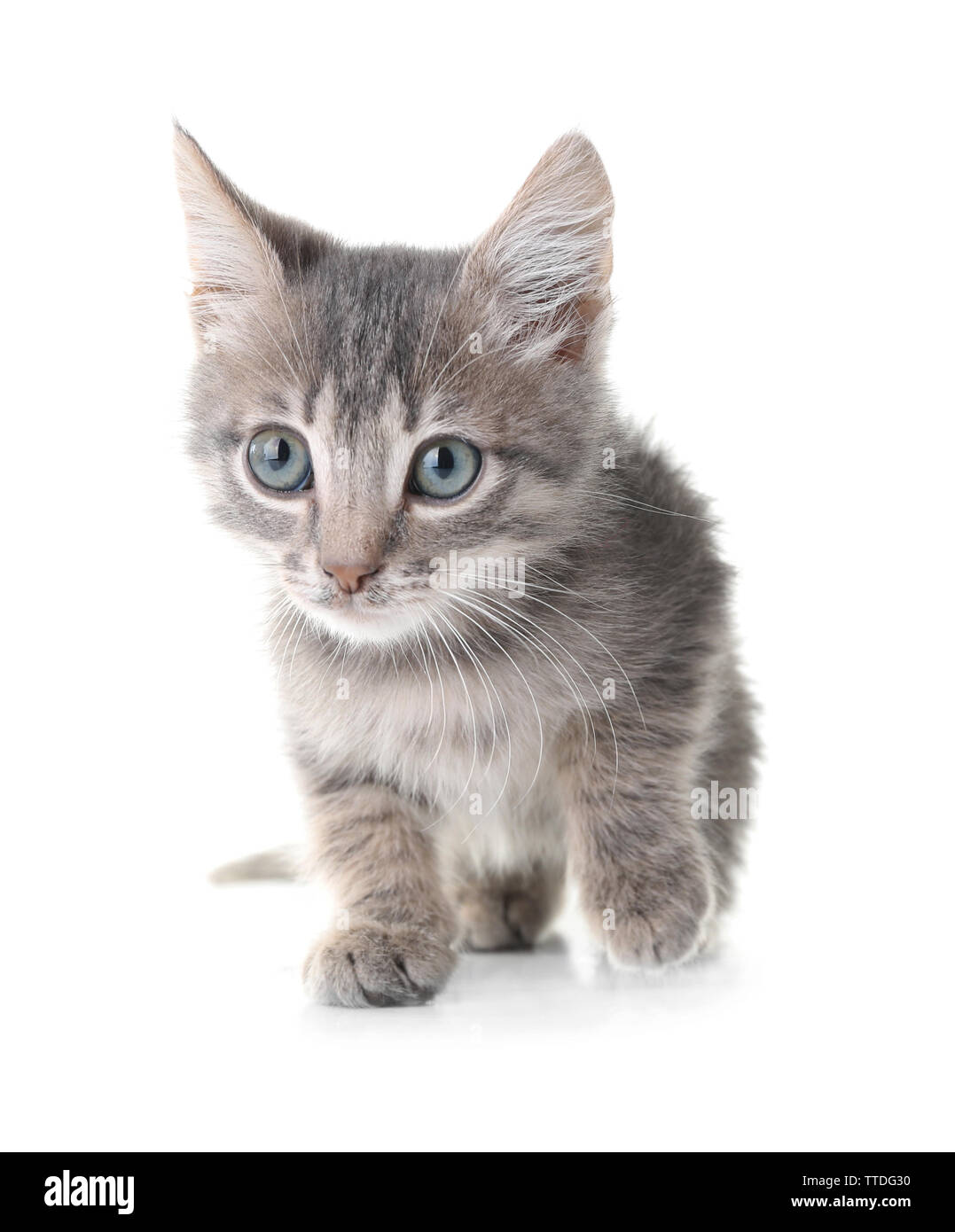 Cute little grey kitten, isolated on white Stock Photo - Alamy