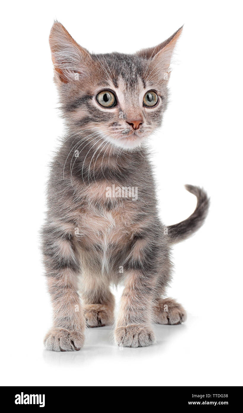 Cute little grey kitten, isolated on white Stock Photo - Alamy