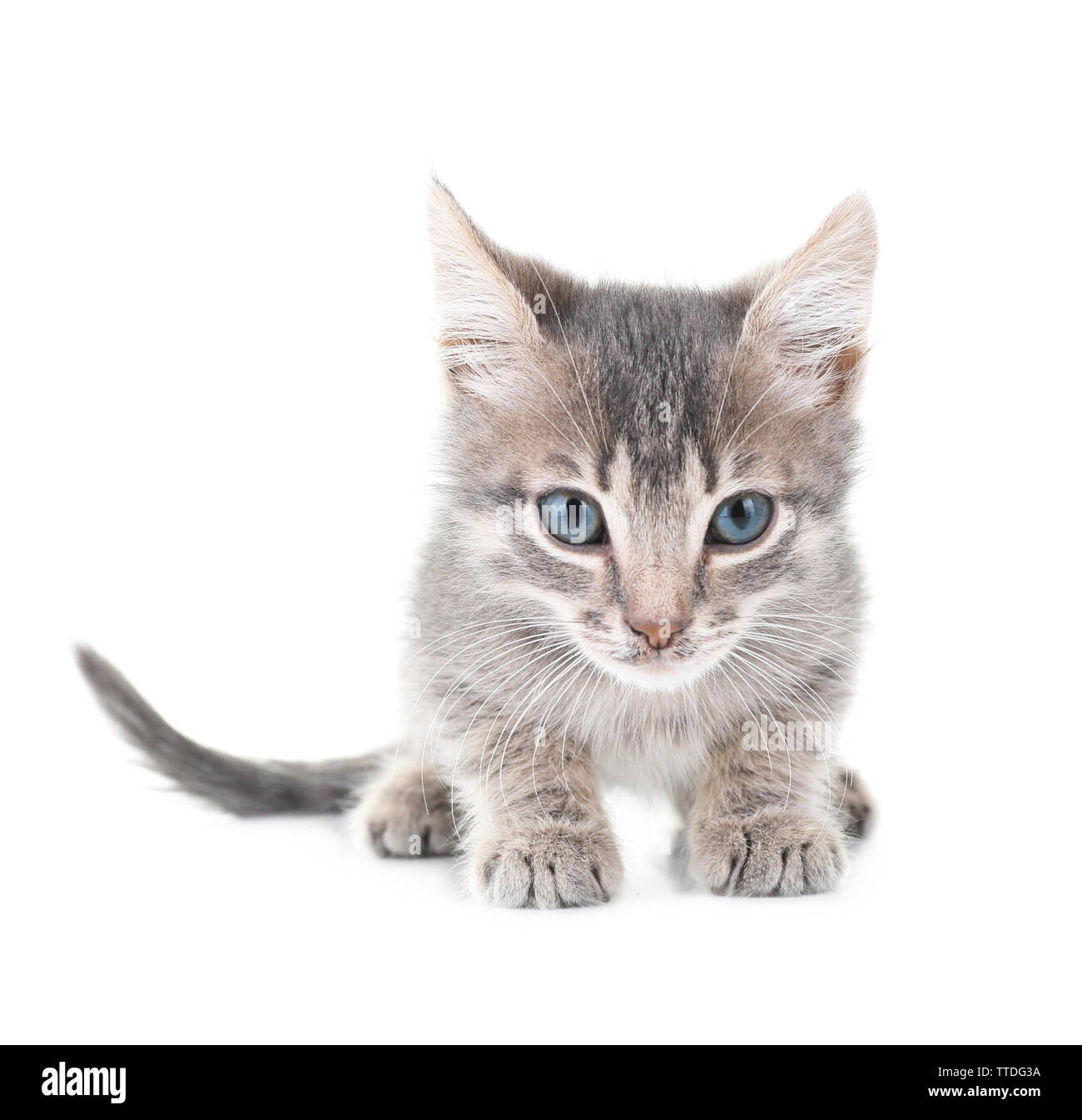 Cute little grey kitten, isolated on white Stock Photo - Alamy