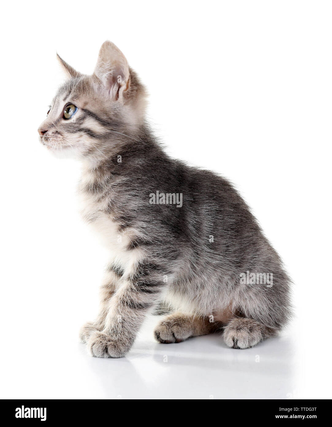 Cute little grey kitten, isolated on white Stock Photo - Alamy