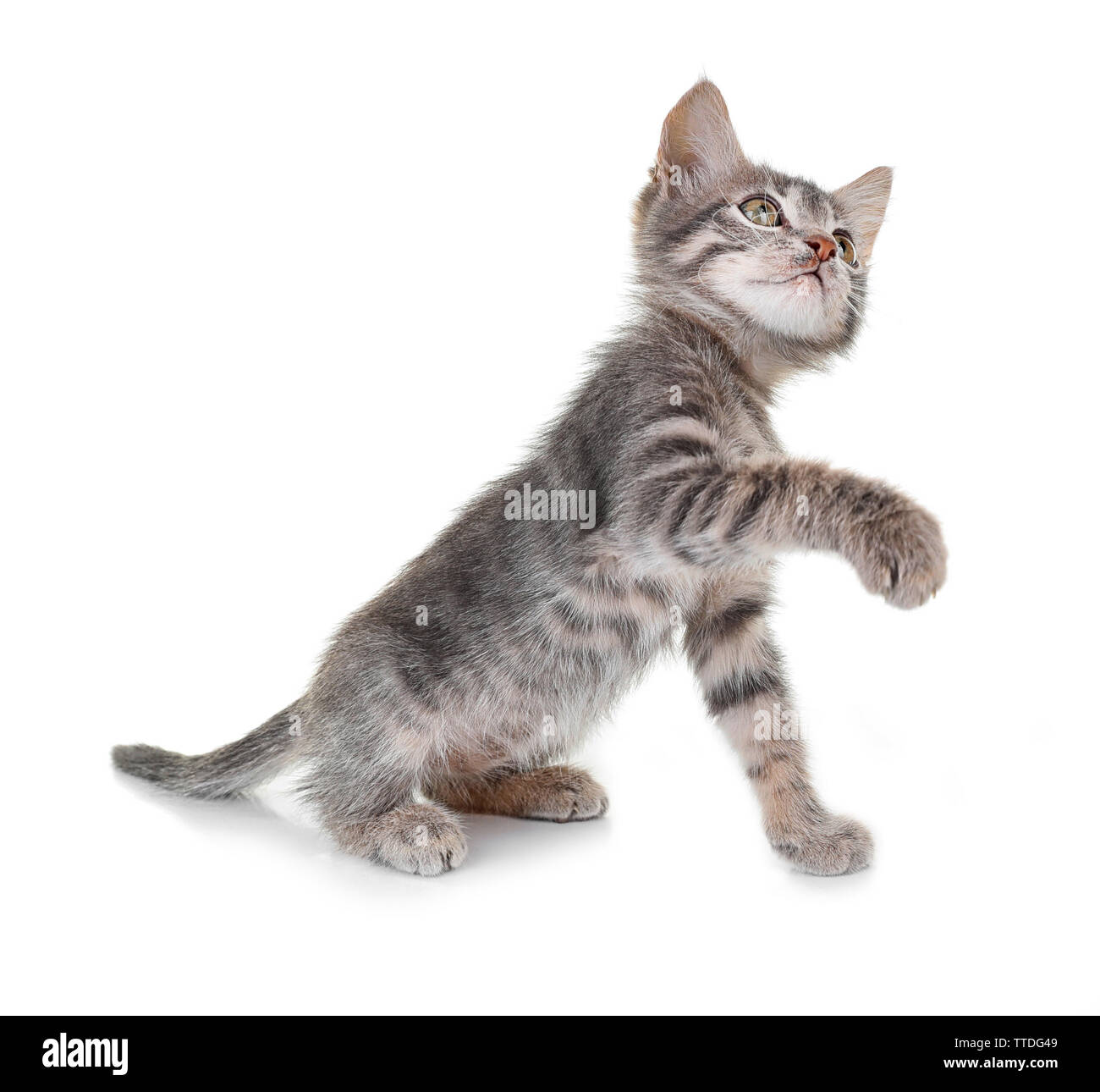 Cute little grey kitten, isolated on white Stock Photo - Alamy