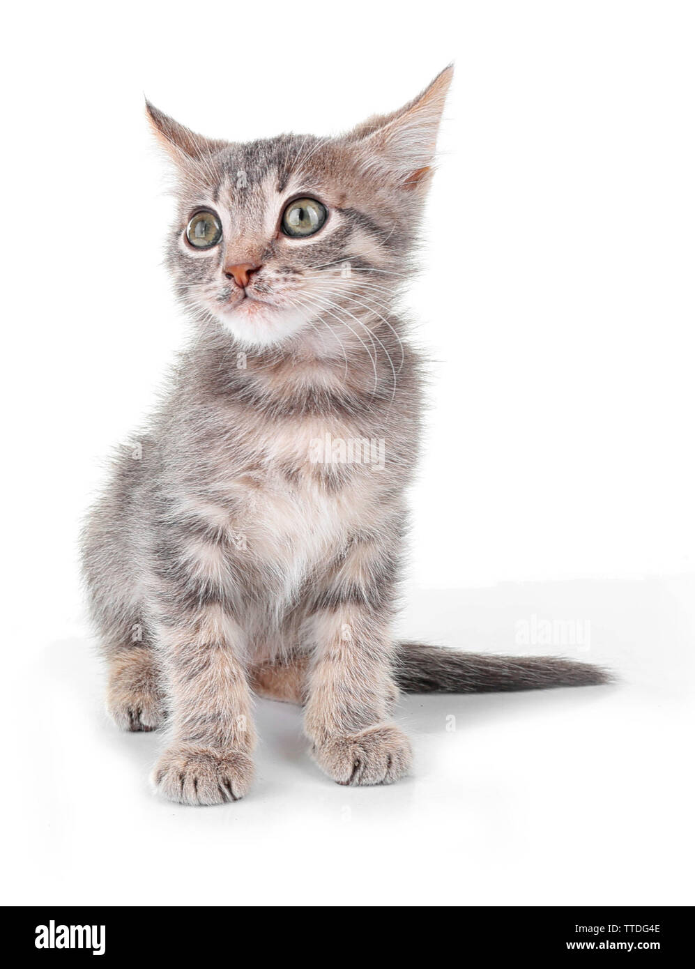 Cute little grey kitten, isolated on white Stock Photo - Alamy