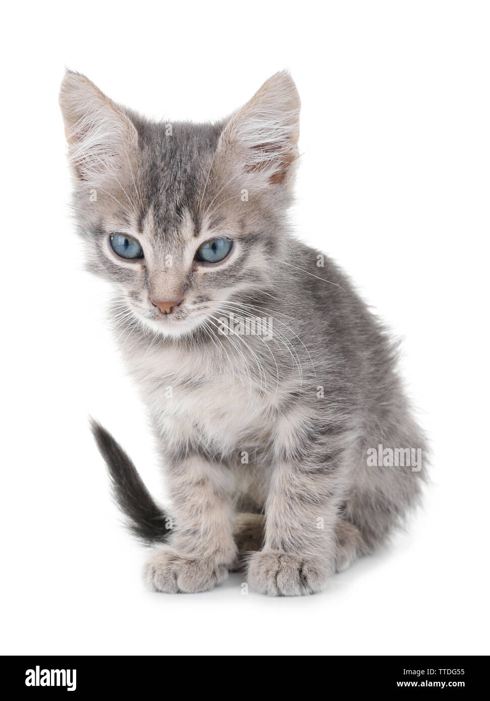 Cute little grey kitten, isolated on white Stock Photo - Alamy