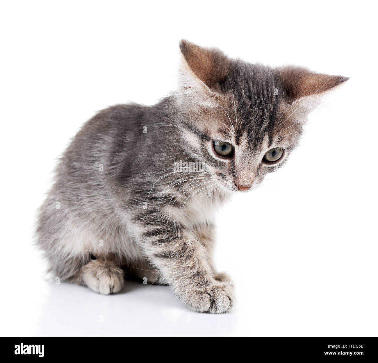 Cute little grey kitten, isolated on white Stock Photo - Alamy