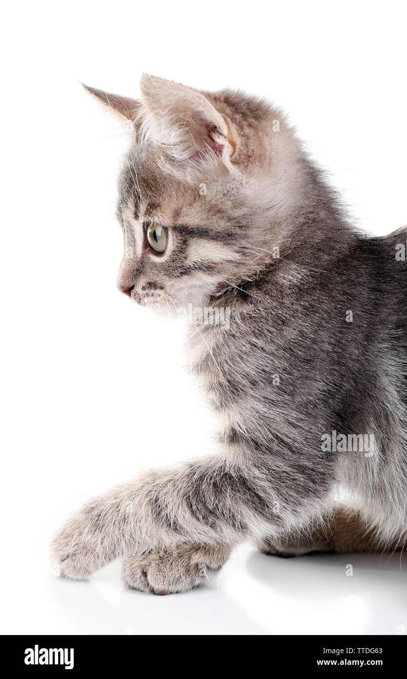 Cute little grey kitten, isolated on white Stock Photo - Alamy
