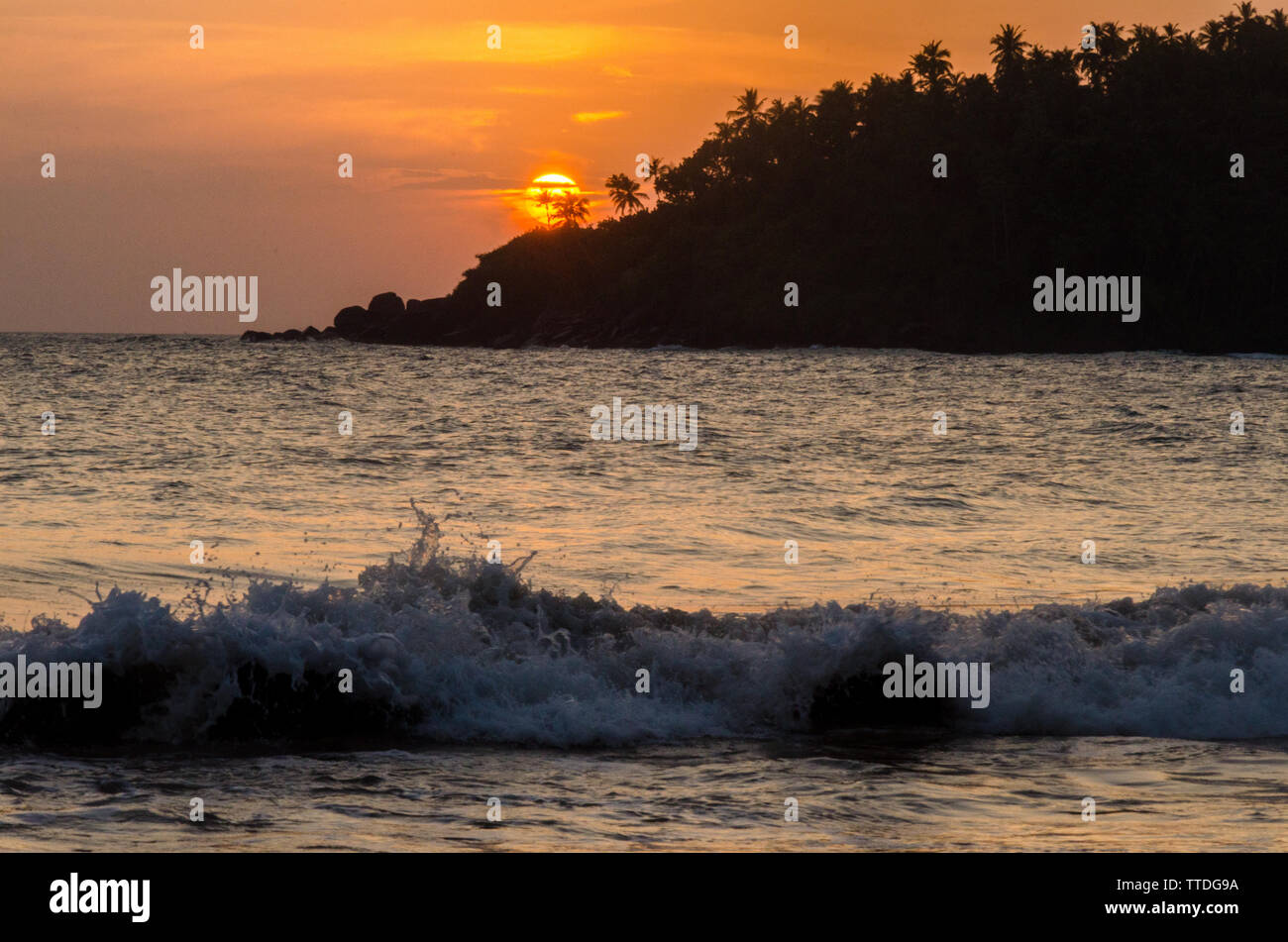 Palm tree on mirissa beach hi-res stock photography and images - Alamy