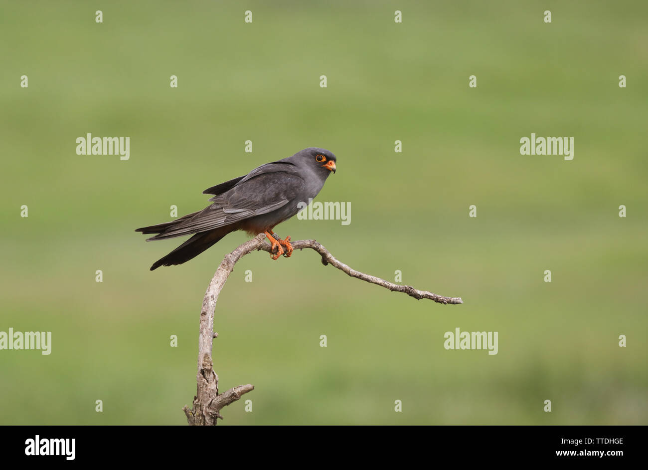 Male Red-footed Falcon (Falco vespertinus). Photographed in Hortobagy ...