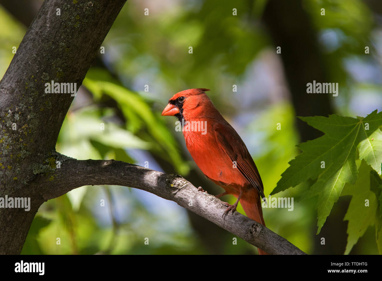 male northern cardinal in summer Stock Photo - Alamy