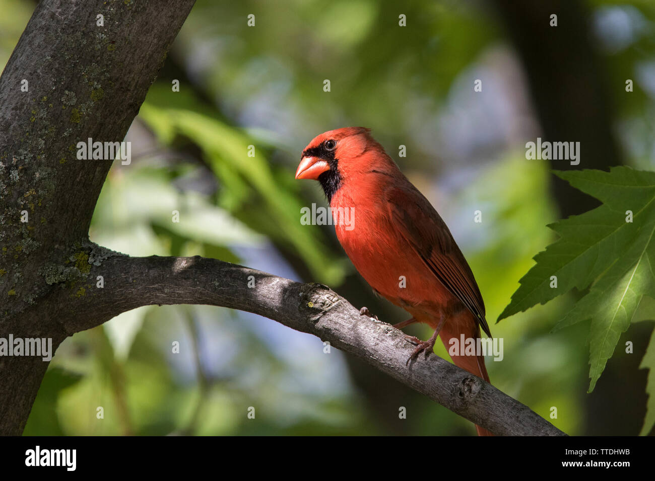 male northern cardinal in summer Stock Photo - Alamy