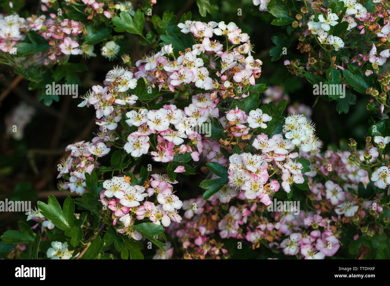 Hawthorn (Crataegus monogyna) flowers Stock Photo - Alamy