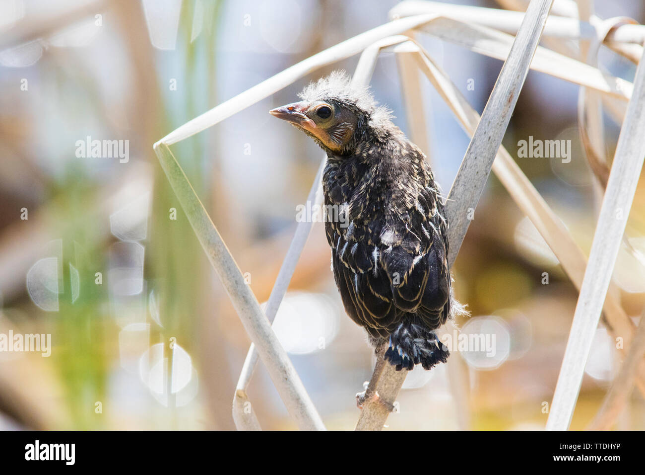Red wing blackbirds hi-res stock photography and images - Alamy