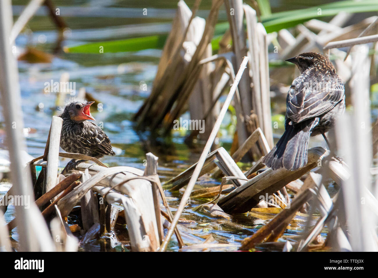 red winged blackbird at nest Stock Photo - Alamy