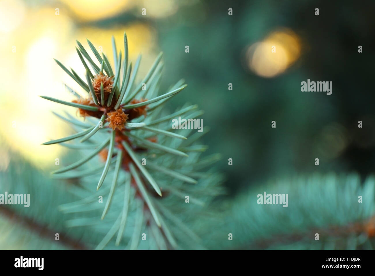 Pine tree background Stock Photo - Alamy